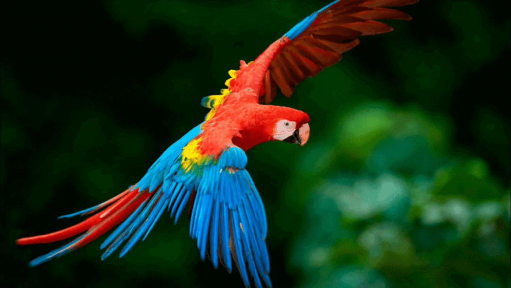 O que é extrativismo animal? - Insumo Agrícola